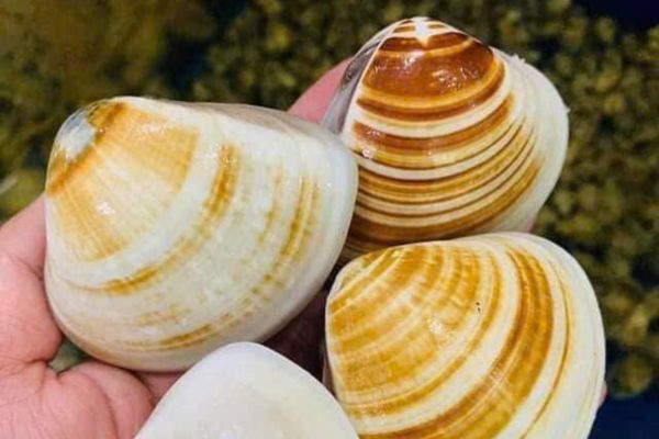 Con ngao vạng - Hải Sản Ông Giàu